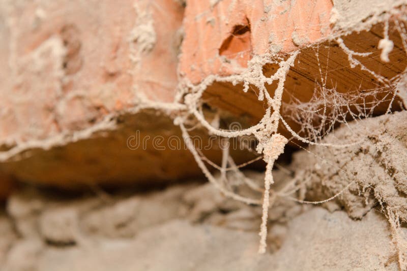 Dirty Cobweb on the Wall. Cobweb in the Dust. the Old Web Stock Photo ...
