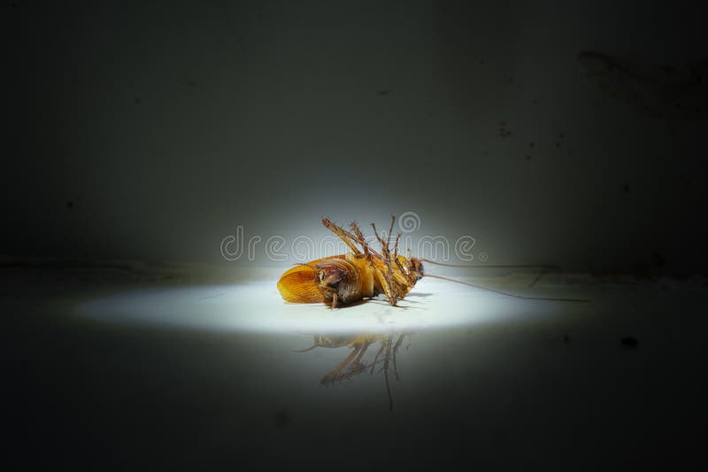 Dirty Cockroach Found Lying Dead Under Spotlight in the Dark Stock ...