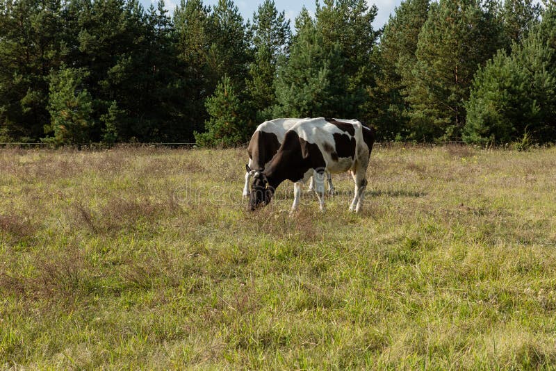114 Cow Pat Field Stock Photos - Free & Royalty-Free Stock Photos from ...