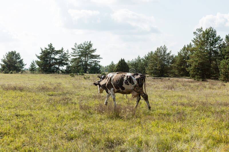 114 Cow Pat Field Stock Photos - Free & Royalty-Free Stock Photos from ...