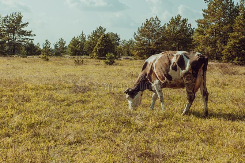 114 Cow Pat Field Stock Photos - Free & Royalty-Free Stock Photos from ...