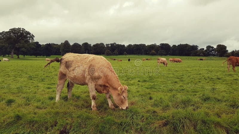 Dirty Cow on a Farm Field in Ireland Stock Image - Image of grass ...