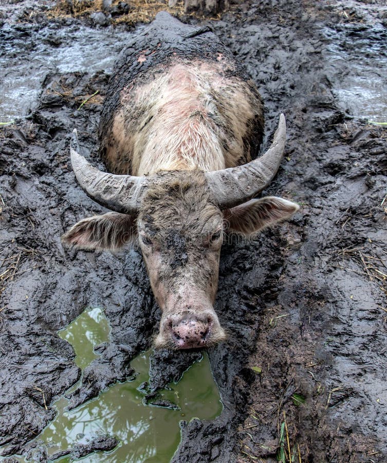 A Dirty Cow Standing in Mud, Thailand Stock Photo - Image of summer ...