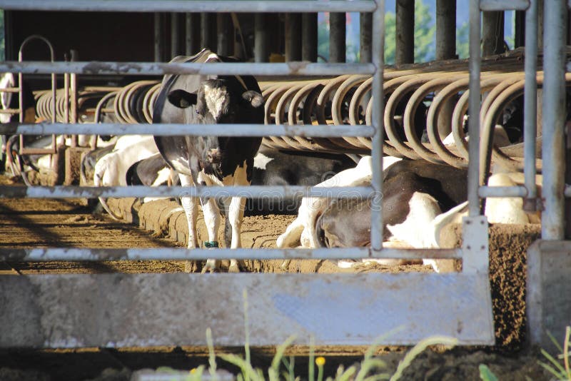 Dirty and Crowded Cattle Barn Stock Image - Image of barn, animal: 71468939