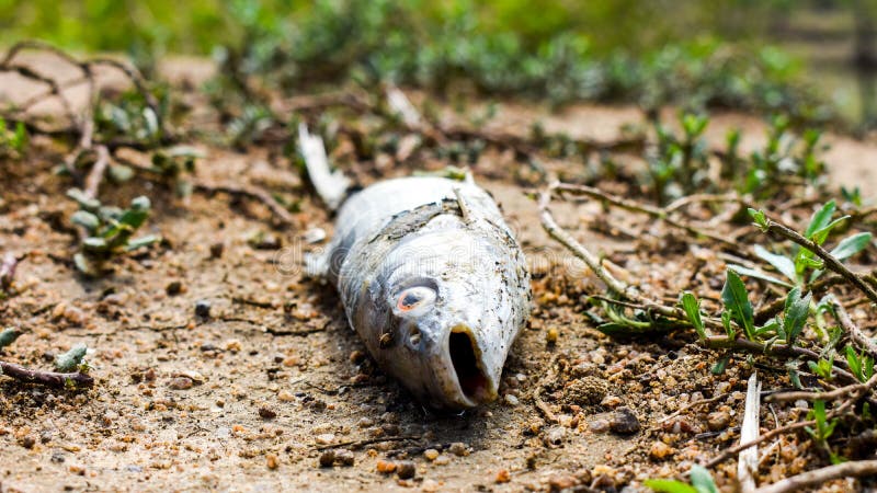 Dirty Dead Fish Lying on the Ground. Stock Image - Image of nature ...