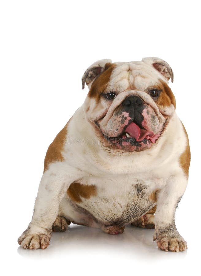 Dirty dog looking up stock photo. Image of filthy, looking - 24457434