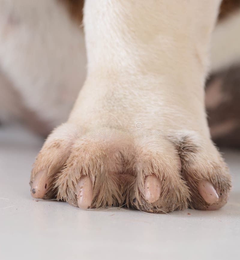 Dirty dog feet stock image. Image of canine, paws, isolated - 52560681
