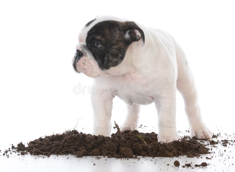 Dirty dog in the mud stock image. Image of standing - 121123693