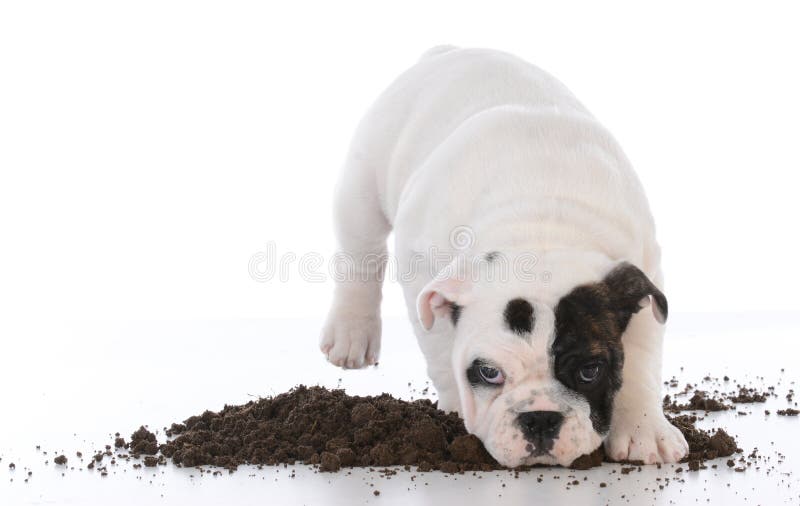 Dirty dog in the mud stock photo. Image of standing - 121123844