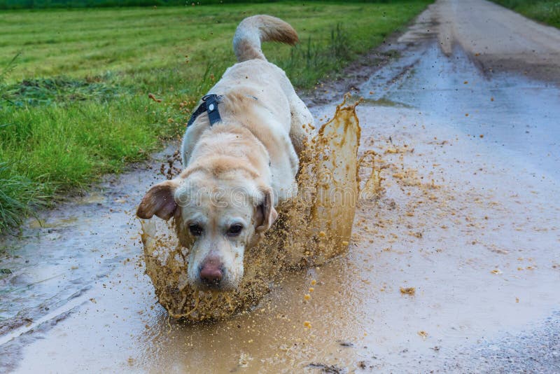 Dirty dog stock image. Image of mammal, pedigreed, running - 54207129