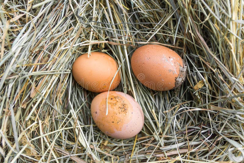 Dirty Eggs on Hay. Top View. Stock Image - Image of natural ...