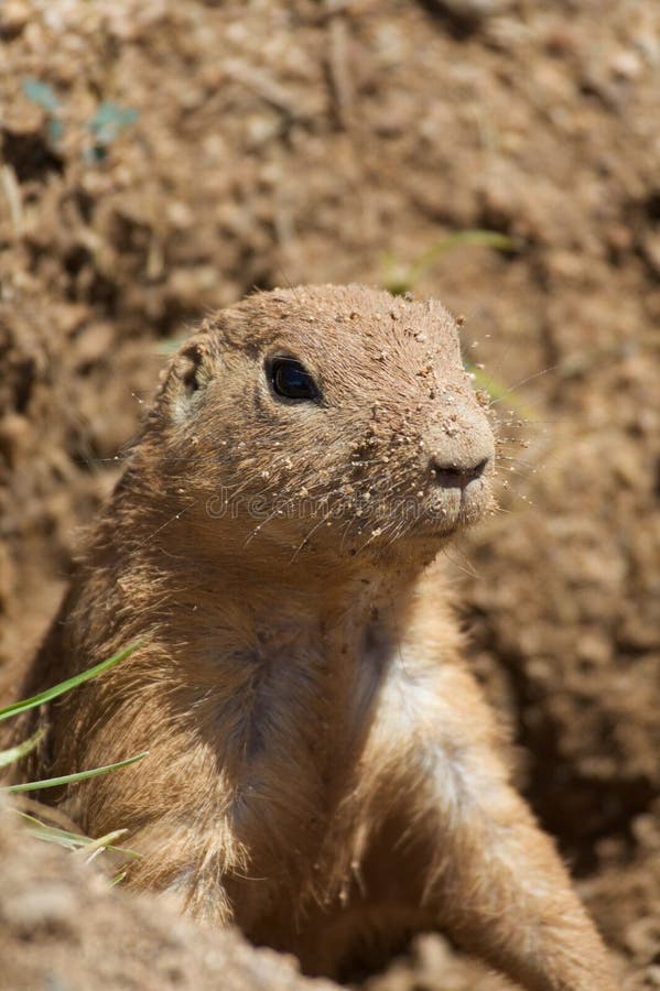 Dirty Faced Prairie Dog stock photo. Image of prairie - 10746074