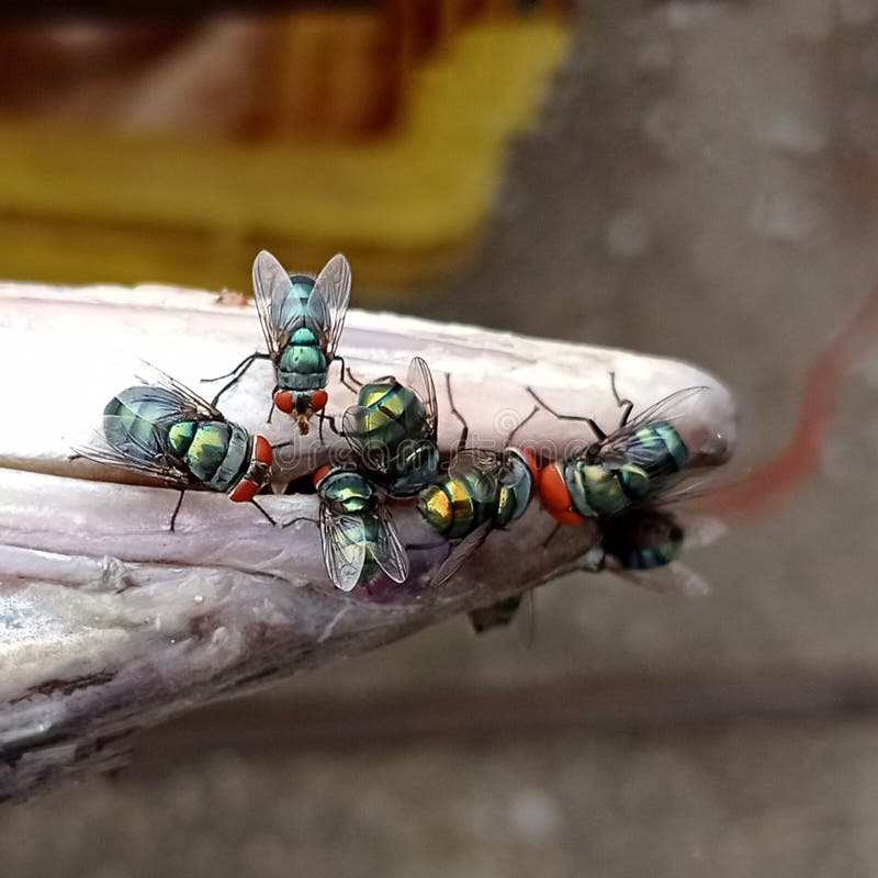A Fly on the Head of a Fresh Fish. Stock Image - Image of wildlife ...