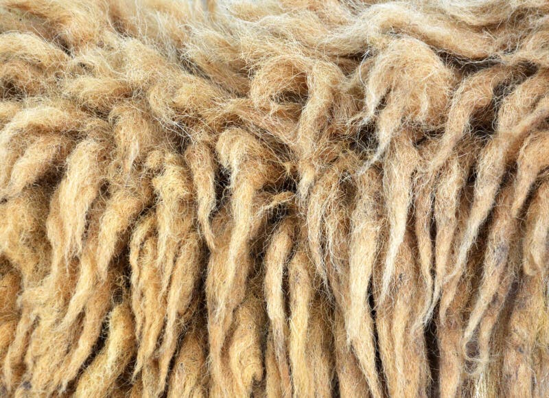 Dirty Goat Wool Texture Close Up Stock Photos - Free & Royalty-Free ...