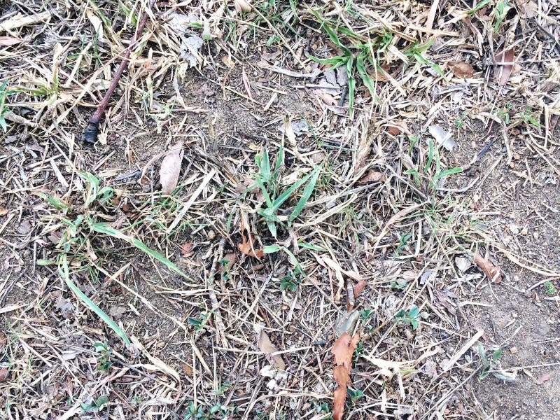 Dirty Grass with Dry Leaves Stock Image - Image of tree, dirty: 180914557