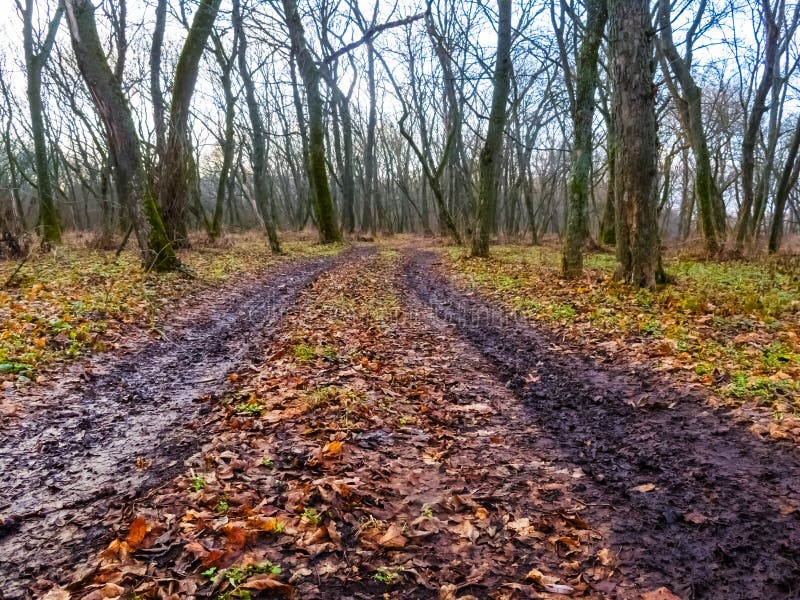 Ground Road through the Forest Stock Image - Image of outdoor, dirt ...