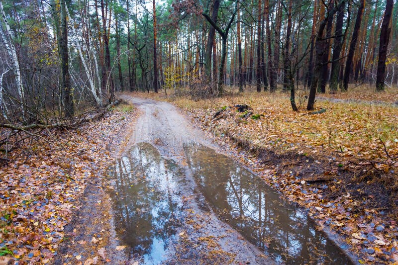 Ground Road in Forest Covered by Red Dry Leaves Stock Photo - Image of ...