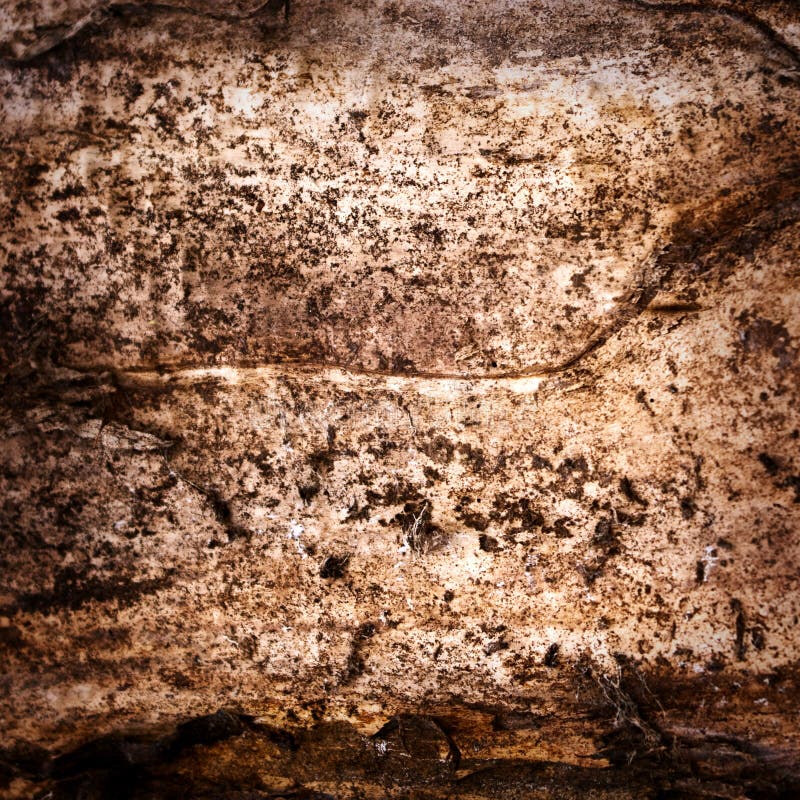 Wood worm holes stock photo. Image of background, brown - 8094742