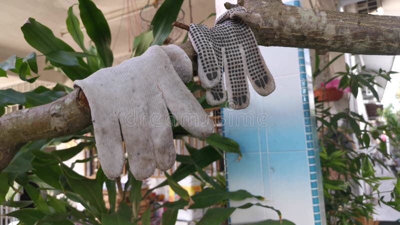 Dirty Hand Gloves Drying on the Tree Branch. Stock Video - Video of ...