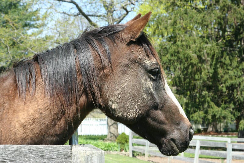 Dirty Horse stock photo. Image of animal, equine, brown - 23934606