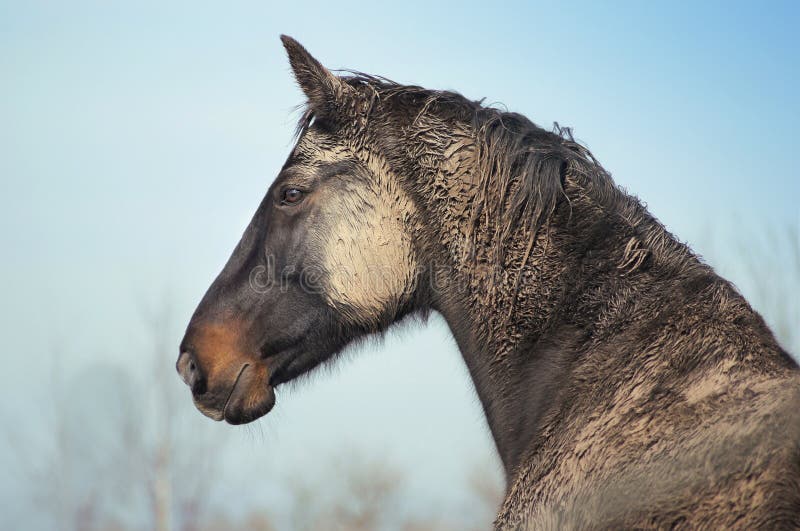 Dirty horse stock image. Image of neck, eyes, stallion - 34697605