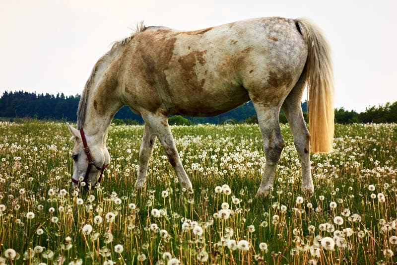 Dirty horse stock image. Image of neck, eyes, stallion - 34697605