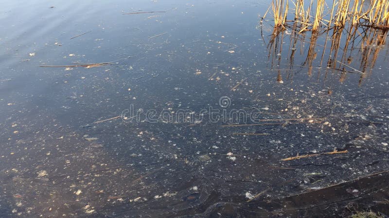 Dirty Lake Covered with Mud Stock Video - Video of dark, algae: 311094057
