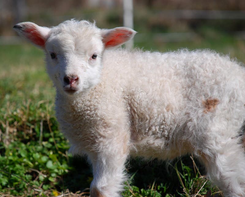 Dirty lamb stock photo. Image of creatures, spring, activity - 7780658