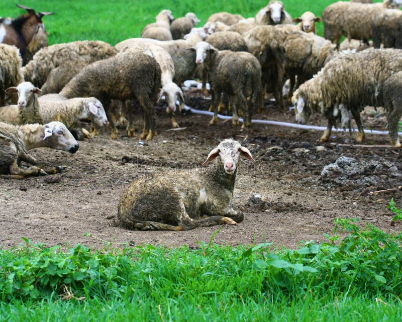 Dirty lamb in farm stock image. Image of meat, meadow - 35298771