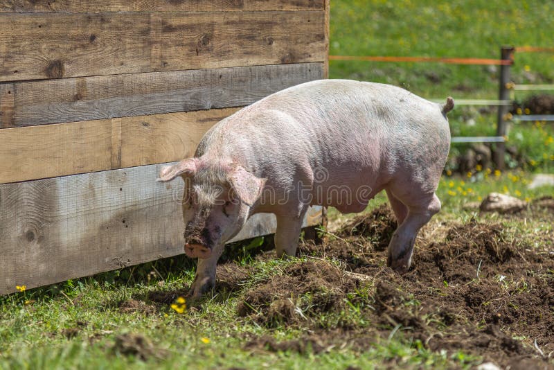 Dirty Little Domestic Pig in a Farm Stock Image - Image of closeup ...