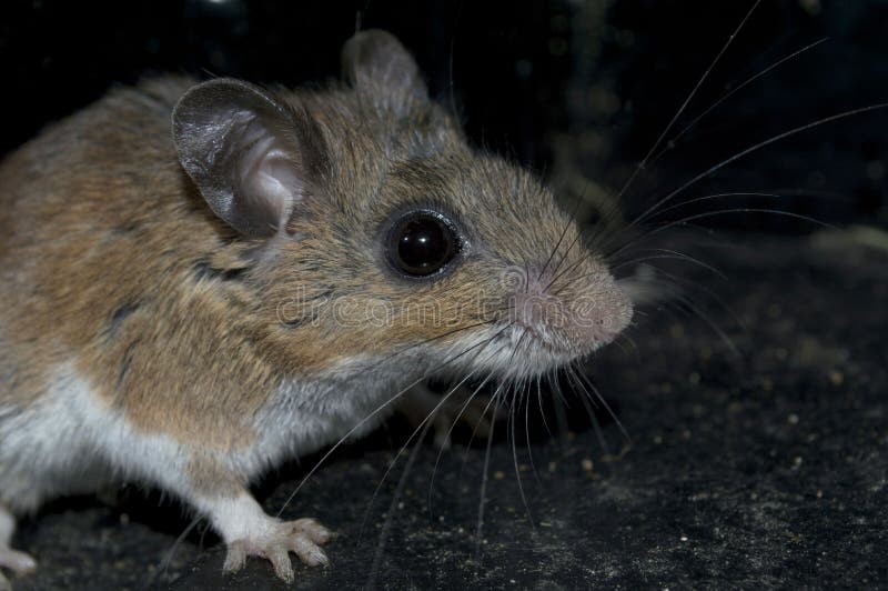 A Dirty Mouse is Lurking in the Dark. Stock Photo - Image of hide, feed ...