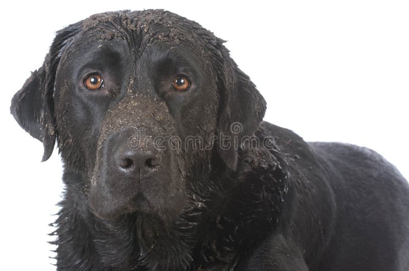 Dirty dog looking up stock photo. Image of filthy, looking - 24457434