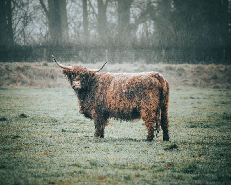 Dirty Muddy Highland Cattle in the Field. Stock Image - Image of animal ...