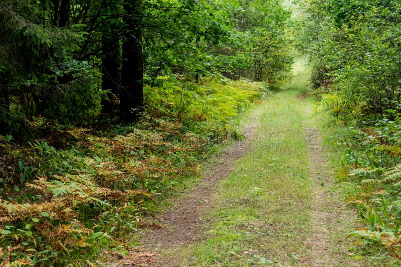 Dirty path stock image. Image of moss, lush, spring, hiking - 83295161