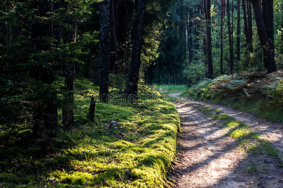 Dirty path stock photo. Image of moss, wilderness, spring - 83295272