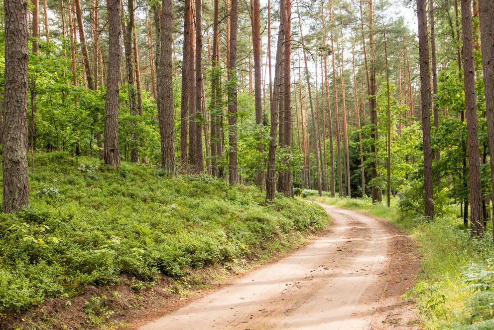 Dirty path stock image. Image of wilderness, woodland - 83300077