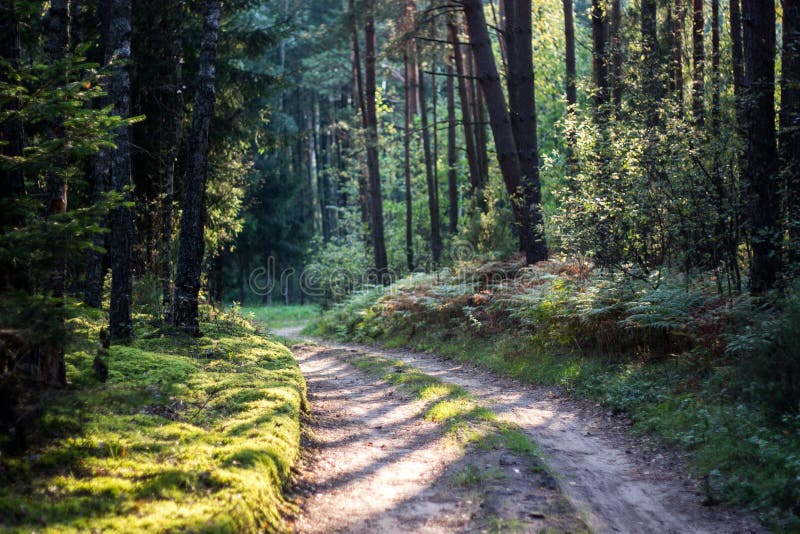 Dirty path stock image. Image of hike, woods, wilderness - 83301333