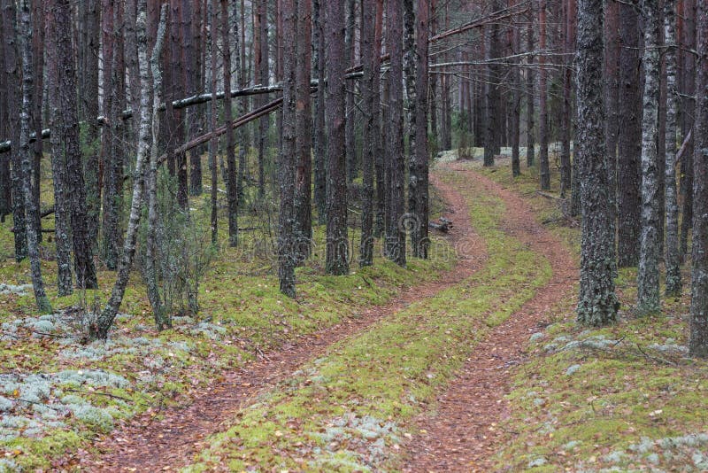 Dirty path stock photo. Image of hiking, morning, tree - 83301342