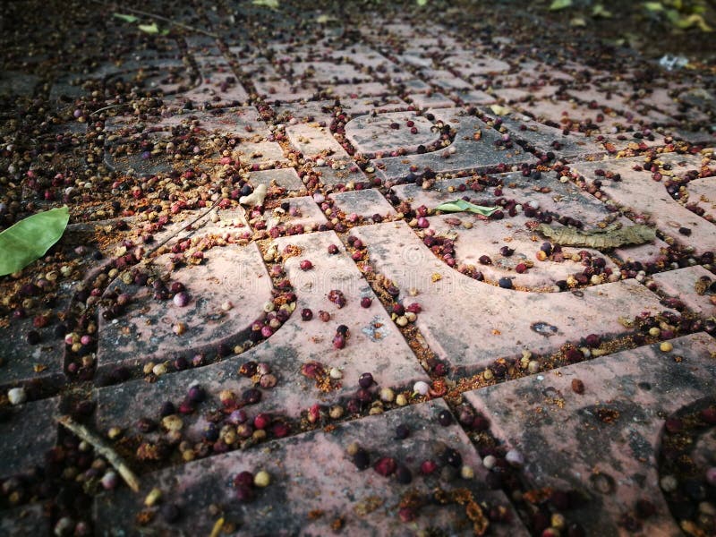 Seeds fall on the sidewalk stock image. Image of fall - 108254159