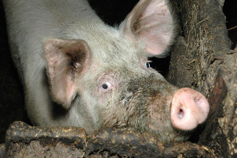 Dirty Pig On A Traditional Farm Stock Photo - Image of little ...