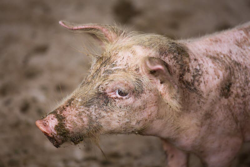 2,579 Dirty Pig White Photos - Free & Royalty-Free Stock Photos from ...