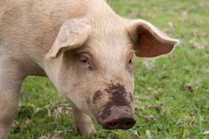 Dirty Pig stock photo. Image of mammal, agriculture, range - 37524414
