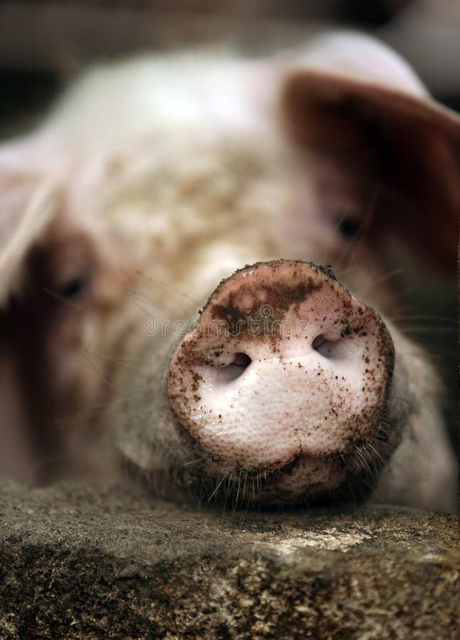 Dirty Pig stock photo. Image of smell, piggy, rural, livestock - 4756764