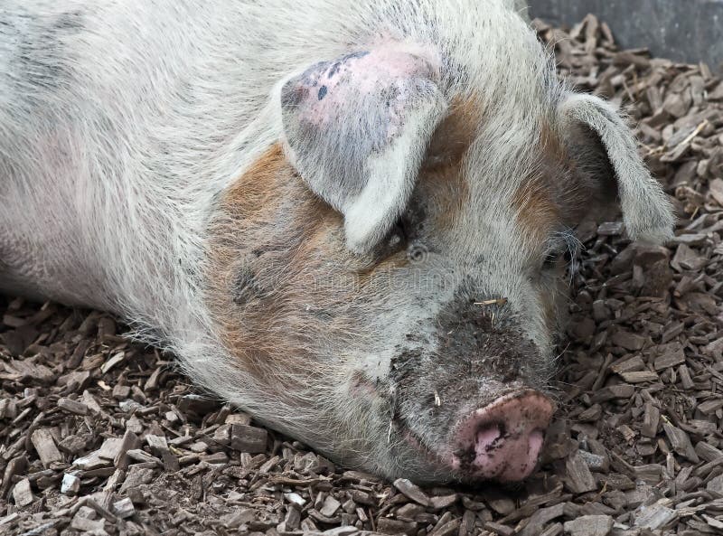 Dirty pig stock image. Image of epidemy, oseltamivir, pork - 9146503