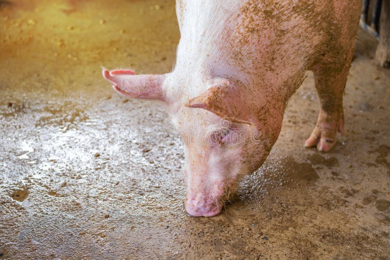 Dirty pig in the farm stock image. Image of meat, industry - 156941989