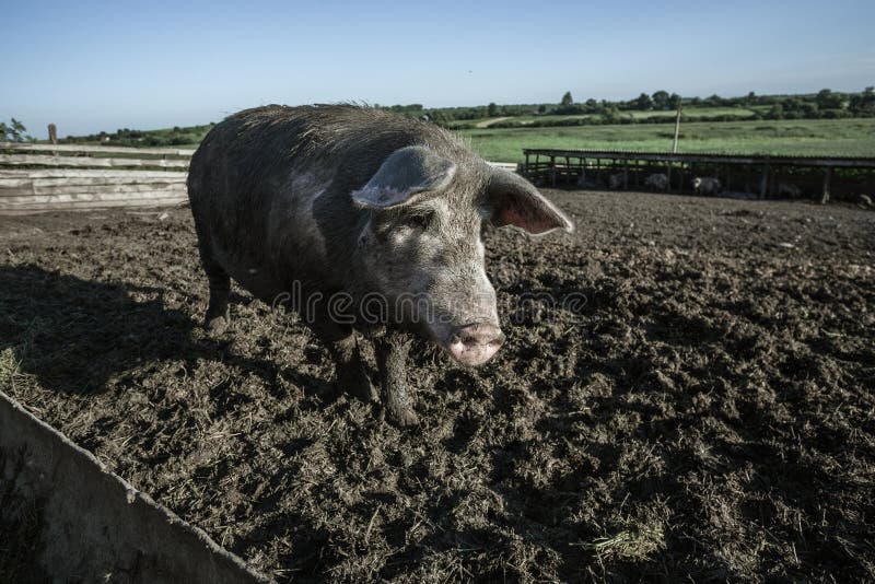Dirty pig stock photo. Image of livestock, scene, oink - 51069952