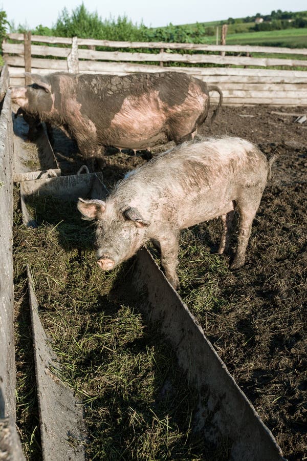 Dirty pig stock photo. Image of animals, snout, rural - 59656810