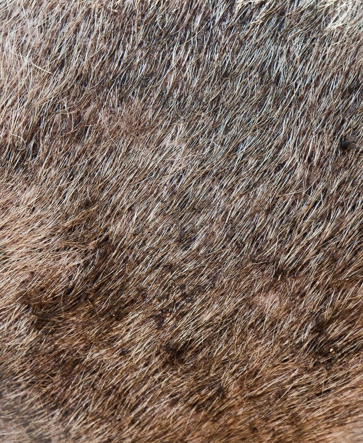 Pig hair texture stock image. Image of hairy, fuzzy, textured - 30091299