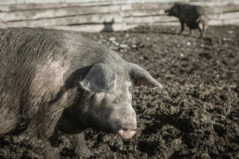 Dirty pig and her children stock photo. Image of ugliness - 86661716