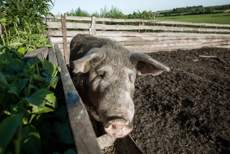 Dirty pig and her children stock photo. Image of urban - 86661930